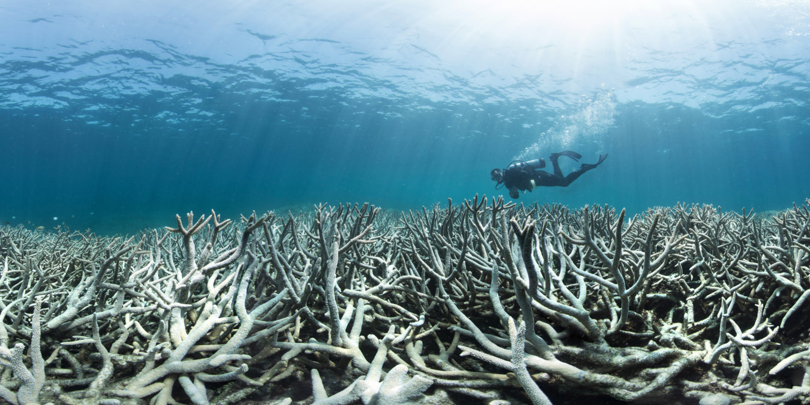 Underwater Bushfire: Vibrant Great Barrier Reef fading to a shadow of ...