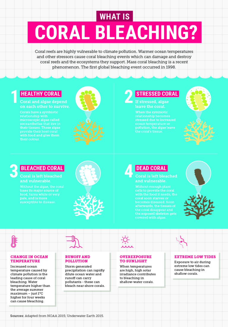 What is coral bleaching infographic | Climate Council