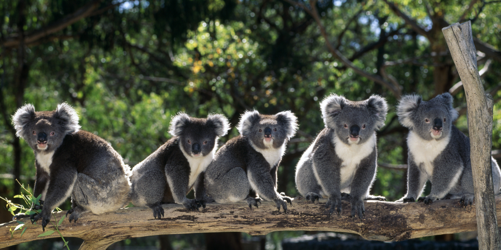 World’s highest court’s landmark decision carries major implications ...